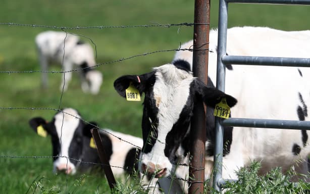NZ must be prepared for bird flu, experts say, as Australia confirms ...