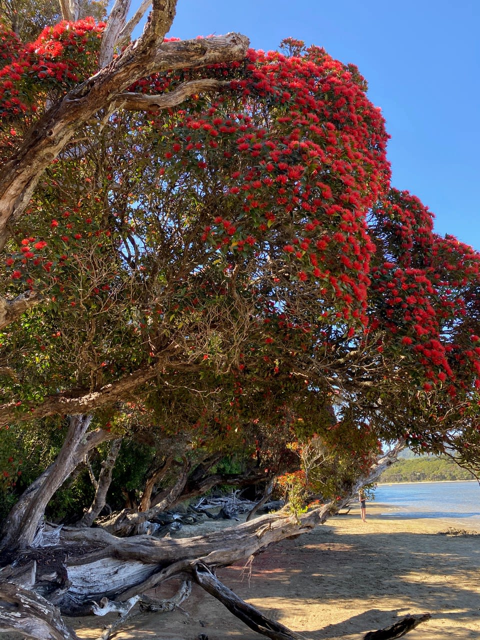 Protecting the Southern Rātā in Papatowai | RNZ
