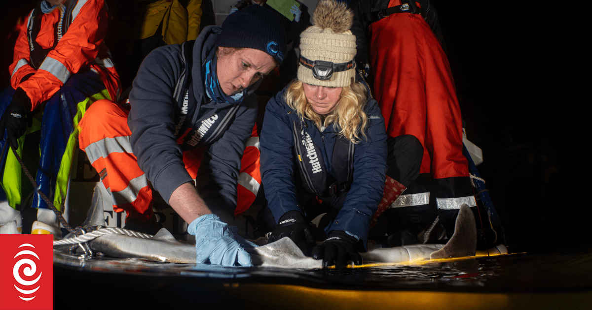 Our Changing World: Tracking sevengill sharks in Fiordland | RNZ