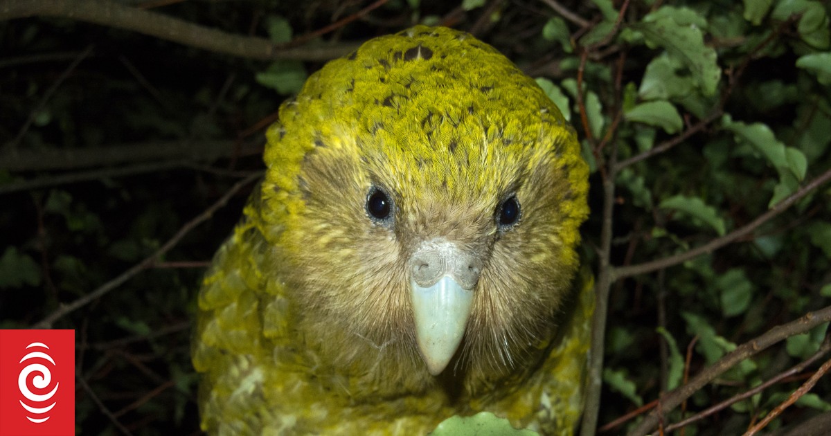Bonus: Kākāpō update with Dr Andrew Digby | RNZ