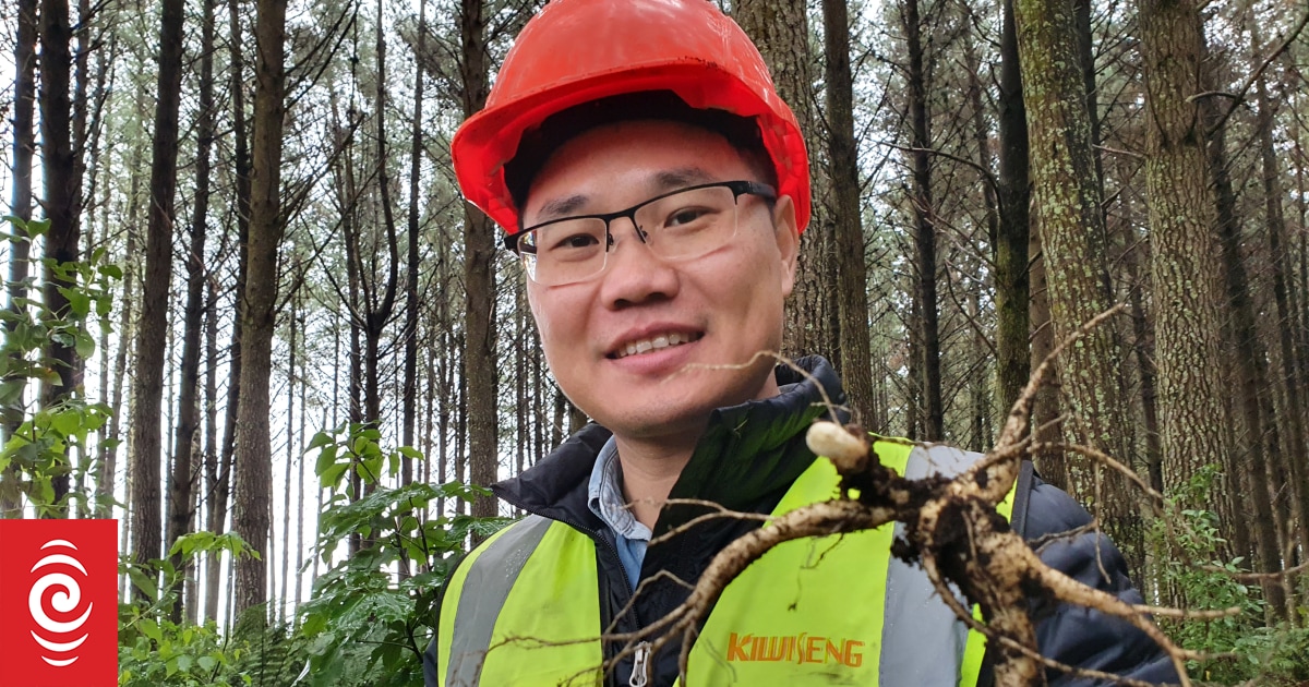 Ginseng - digging new roots in NZ | RNZ