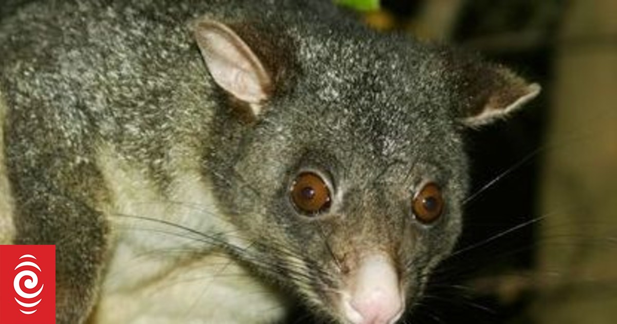Activists call for more humane killing of possums | RNZ News