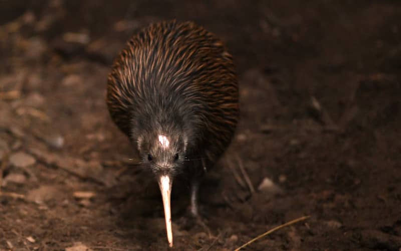 Fund to increase kiwi bird population to 100,000 | RNZ