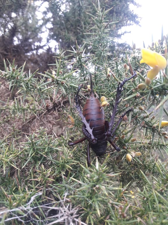 Friend or foe? How gorse is saving Giant Mahoenui wētā | RNZ