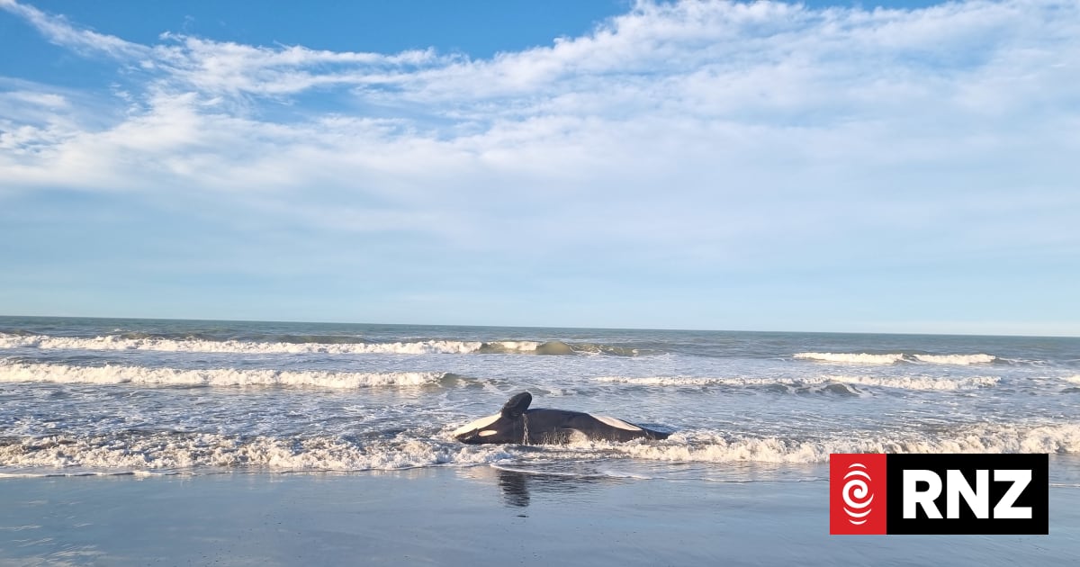 Dead orca discovered on beach in Christchurch | RNZ