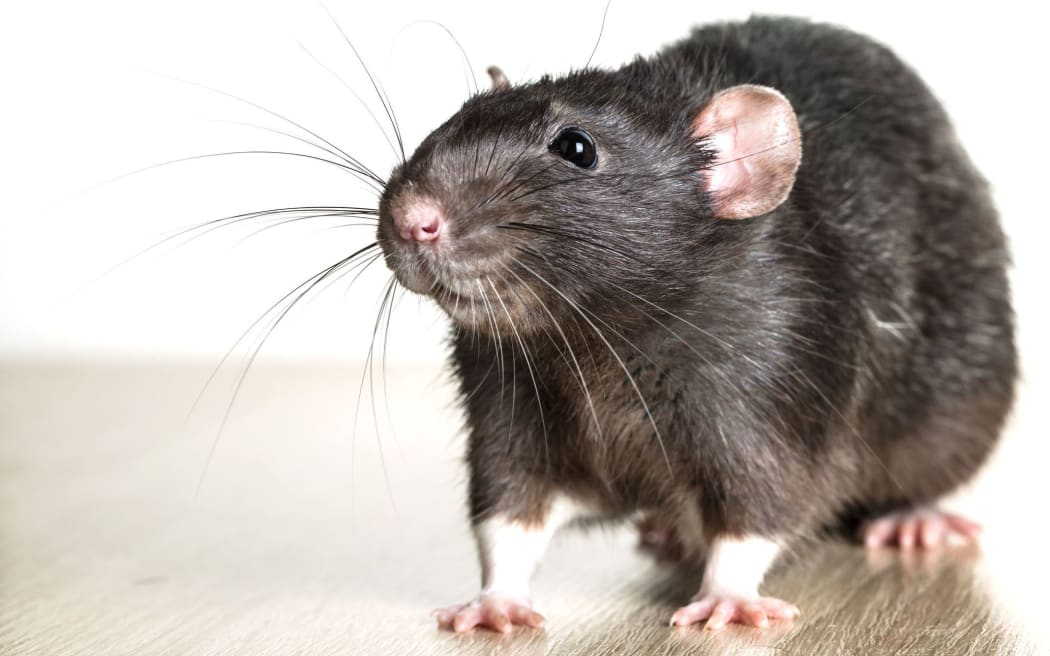 'More rats than they have seen' - Cyclone-damaged areas face rodent ...