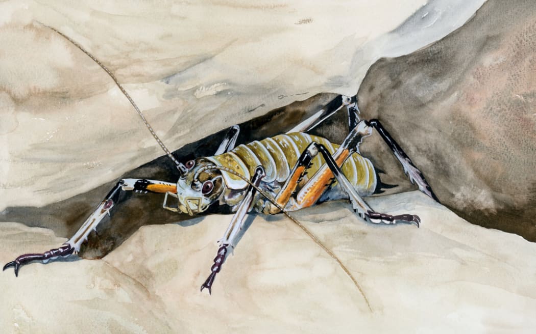 Artist Lily Duval on her love of insects and efforts to conserve them | RNZ
