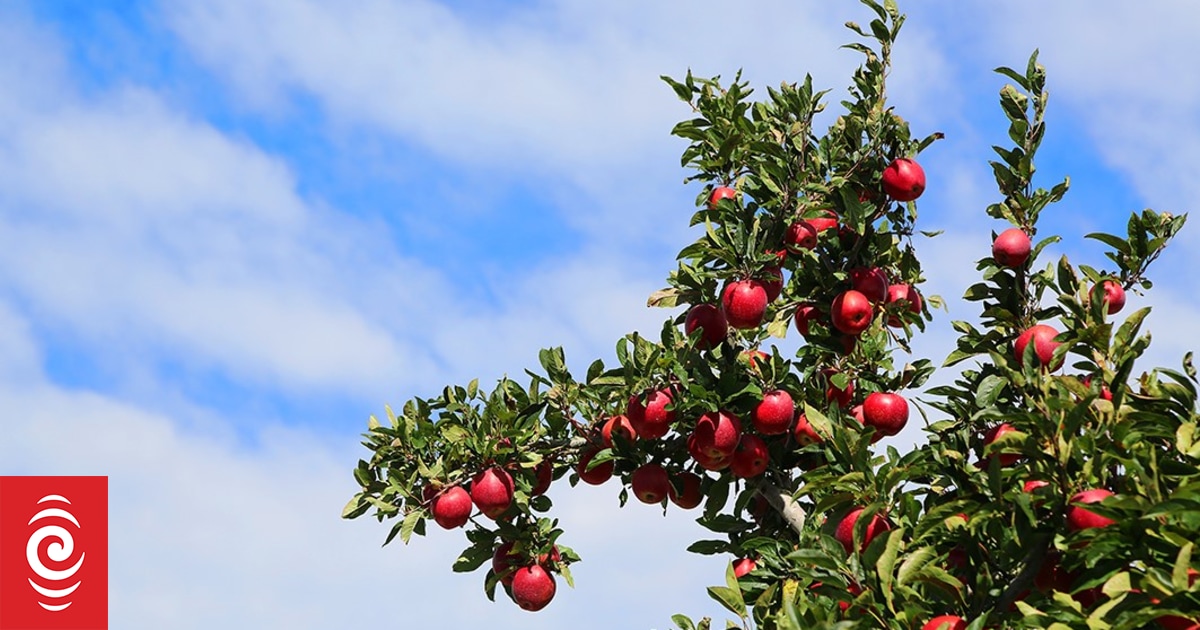 Office staff asked to help out in apple packhouses due to labour ...
