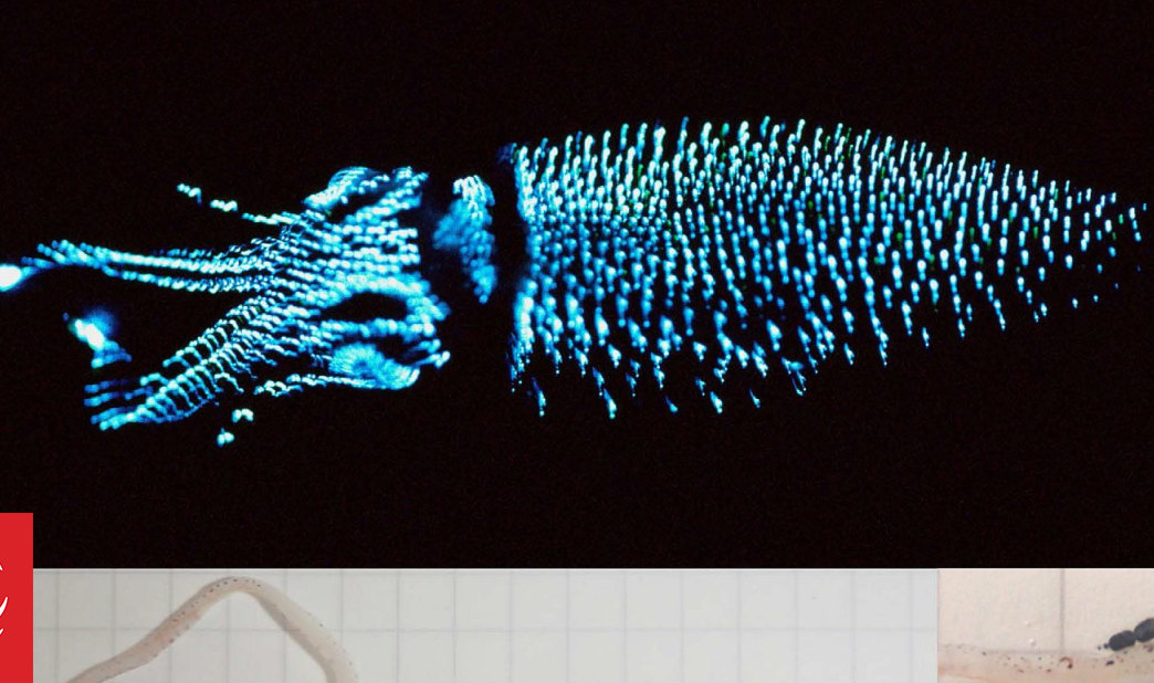 bioluminescent squid