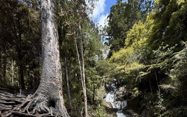 Popular Auckland waterfall track to partially re-open following fire | RNZ
