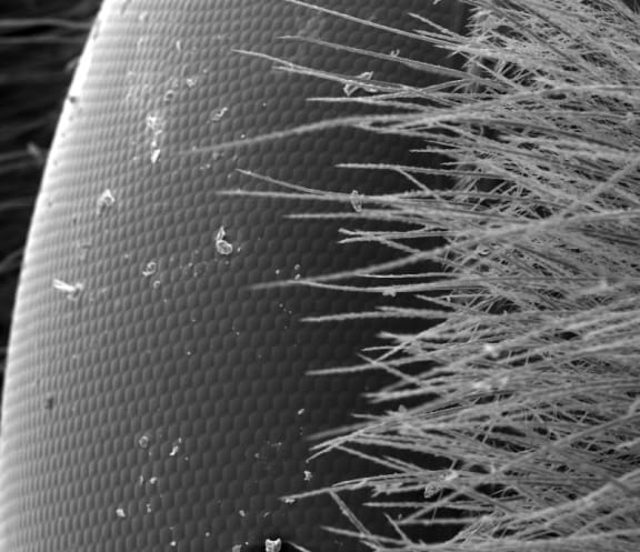 Scanning Electron Microscope images | A Gallery from Our Changing World ...