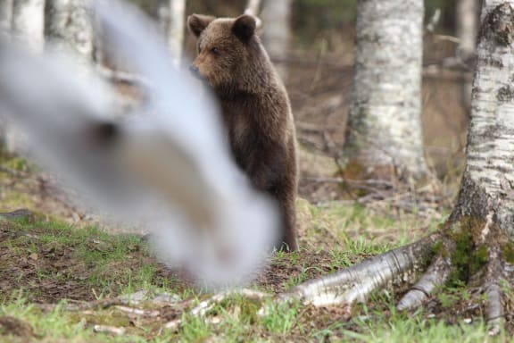 Animals photo-bombing | A Gallery from The Weekend | RNZ National