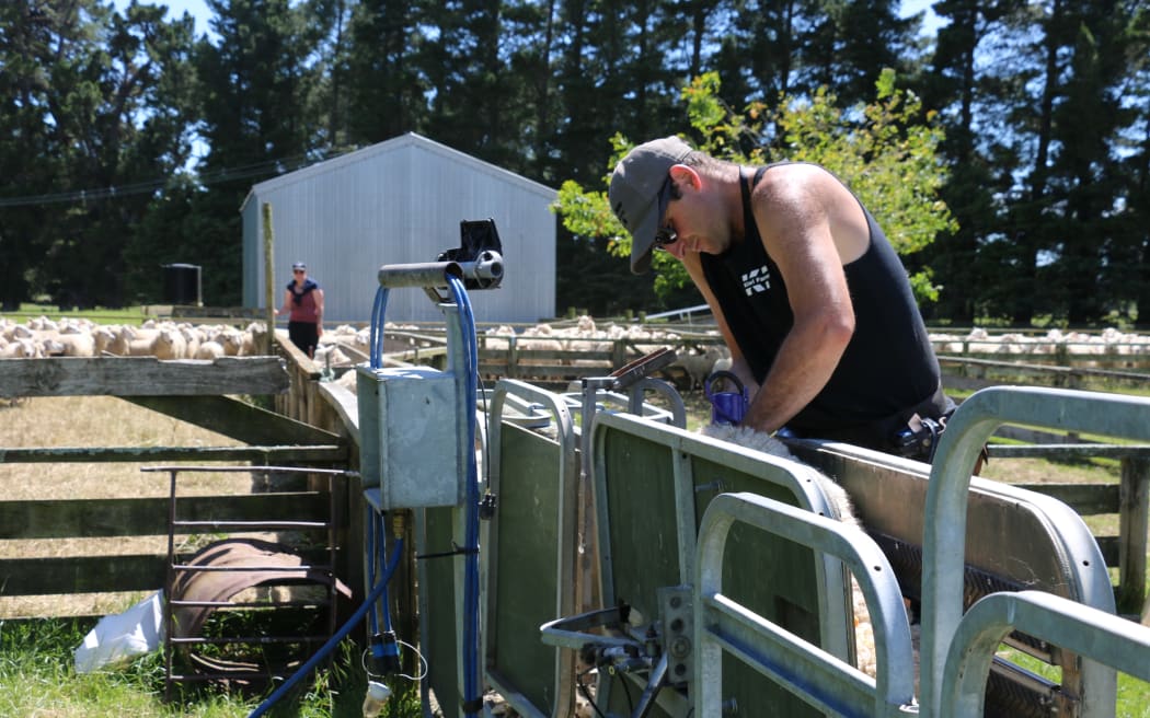 A year on the farm: Dagging the ewes to prevent flystrike | RNZ