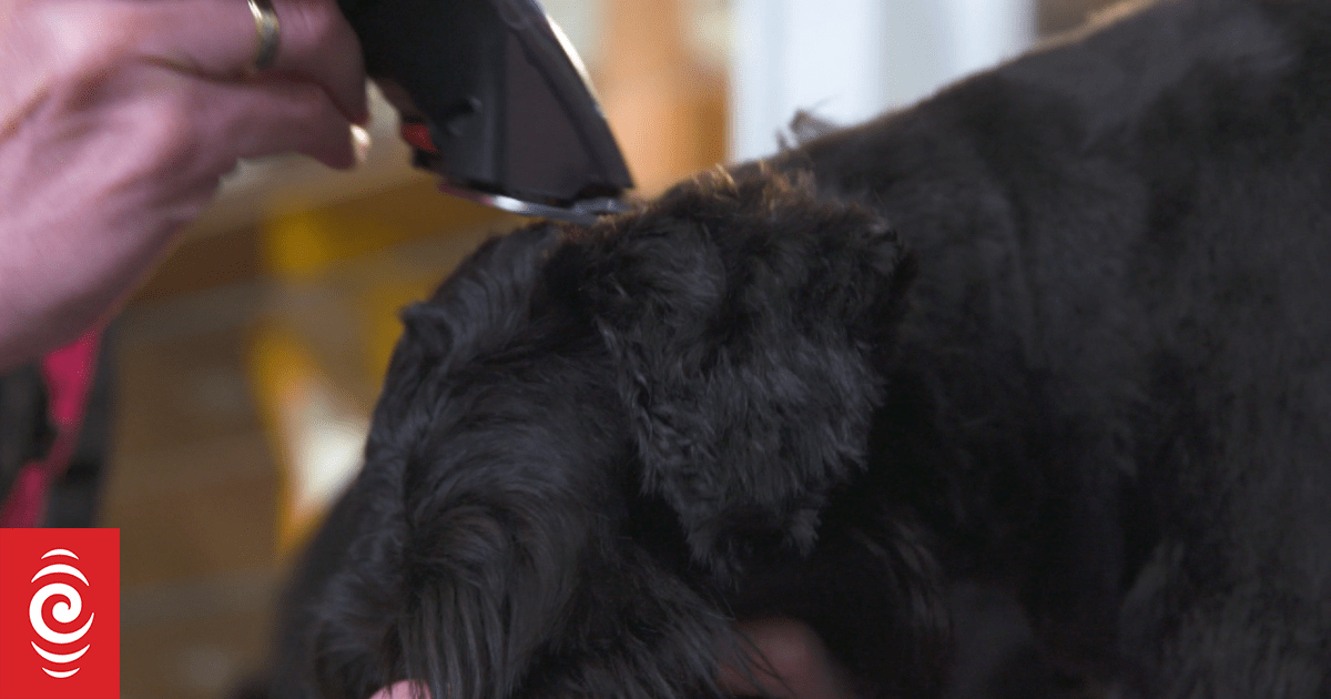Expert feature: Dog Grooming | RNZ