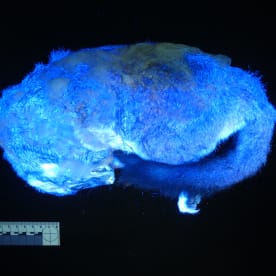 What we don't know about glow-in-the-dark animals | RNZ