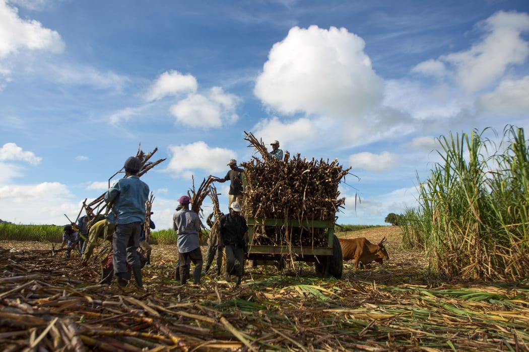 From slavery to obesity – the history of sugar | RNZ