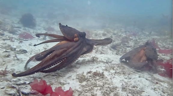 The amazing mind of the Octopus | A Gallery from Afternoons | RNZ National