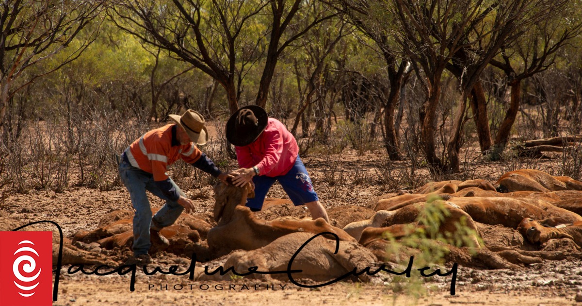 Jacqueline Curley - Death and devastation on Queensland farms | RNZ