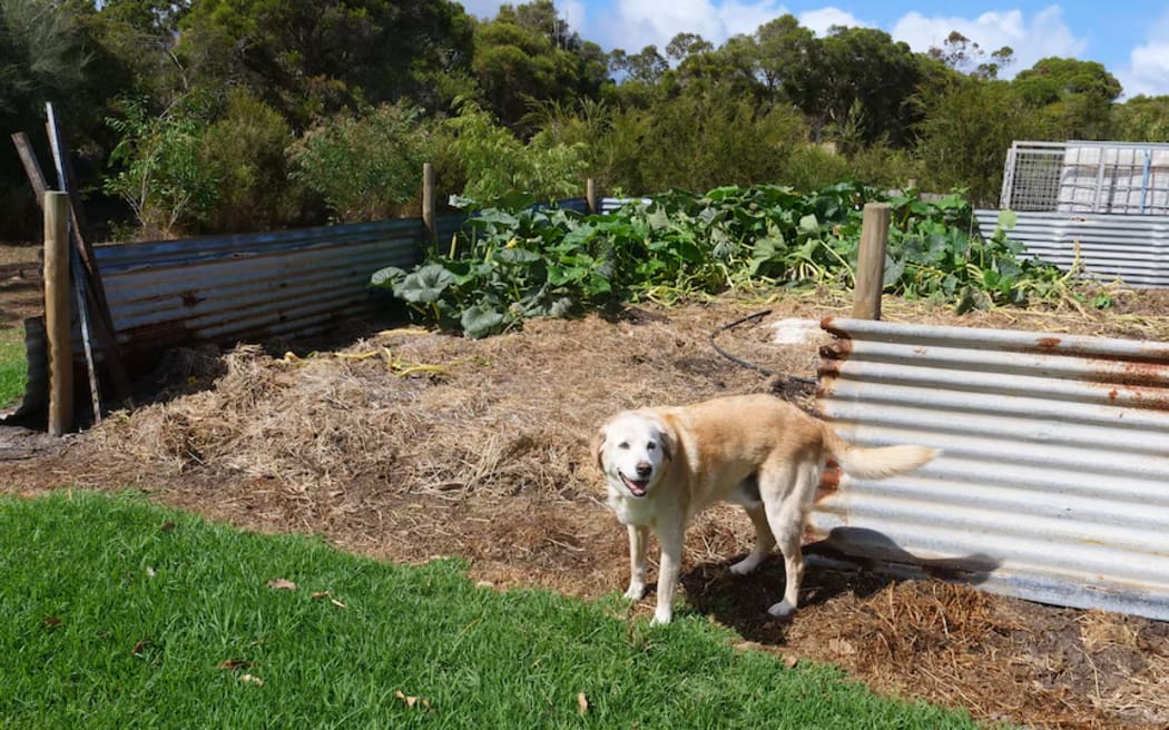 Western Australia's state record for heaviest pumpkin smashed with ...
