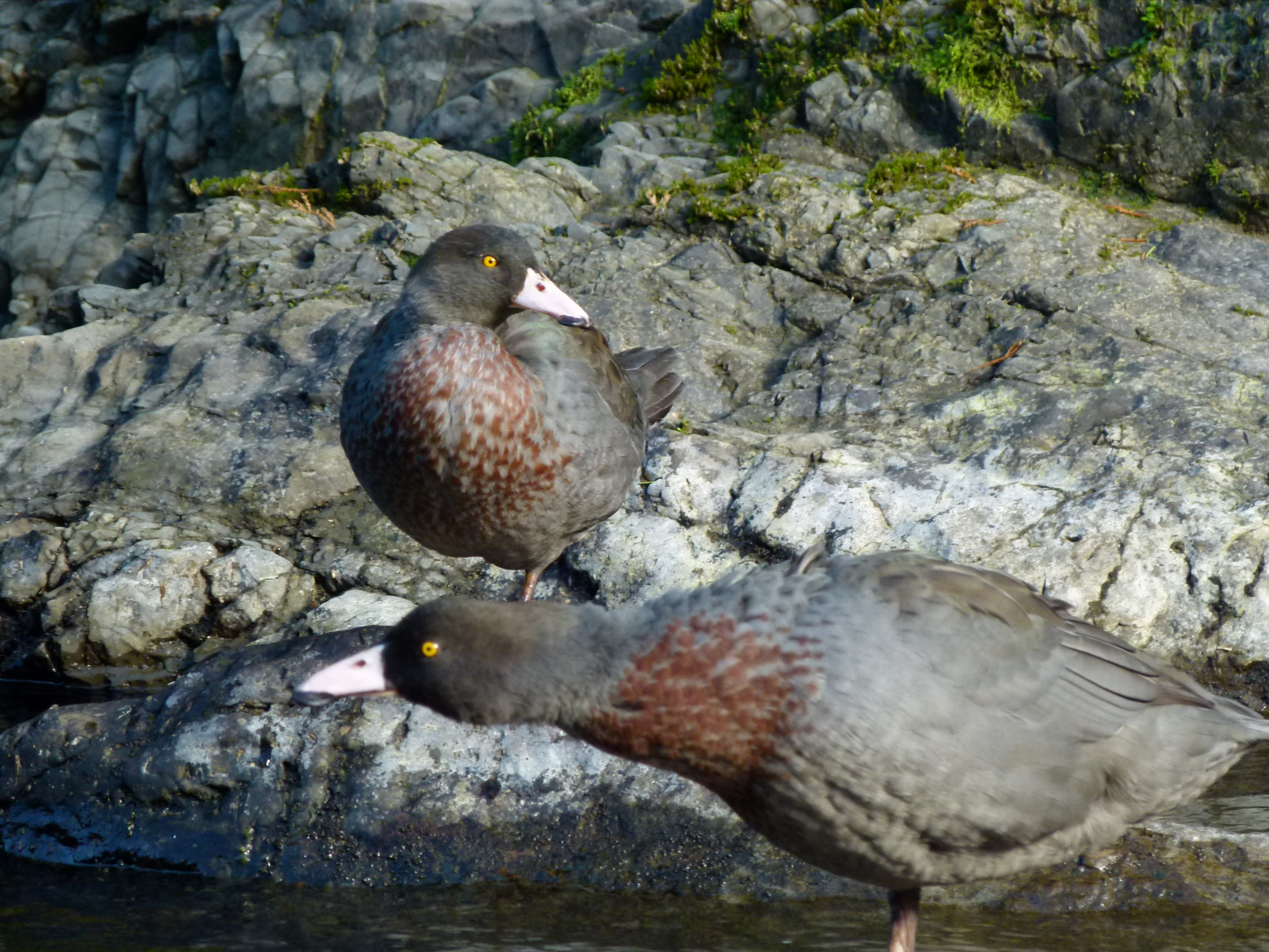 Simon Hall: creating NZ’s largest private conservation estate | RNZ