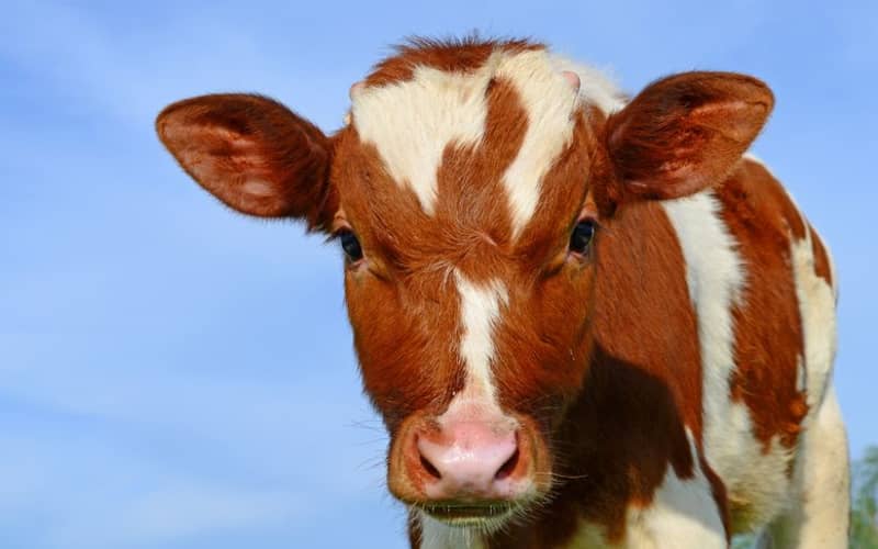 'Laggards' to blame for calf mistreatment - MPI minister | RNZ