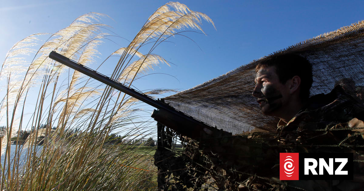 Duck hunting season starts with a bang | RNZ