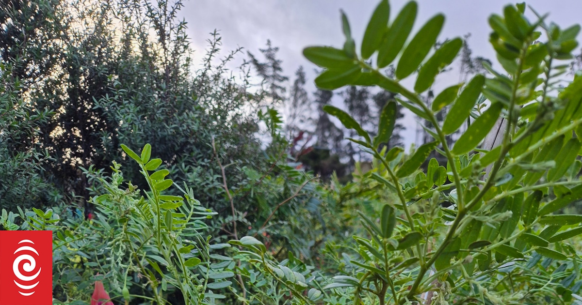 The Ruatoria 'Noah's ark' for native plants | RNZ