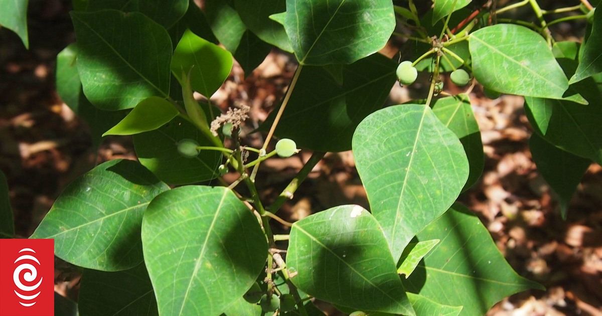 Healing properties of Samoan plants verified | RNZ News