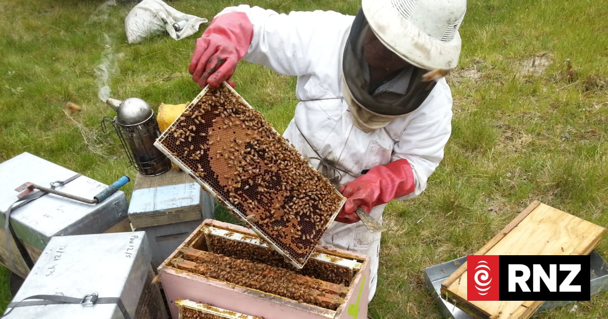 Hive mind questioned on state of bees | RNZ