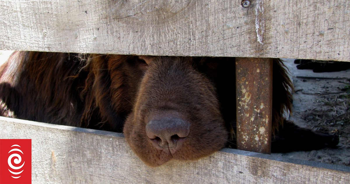 Brethren church reminds members to give up pets after dog attack | RNZ News