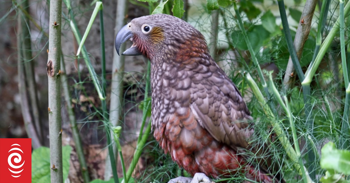 Birds thrive as suburb traps predators | RNZ