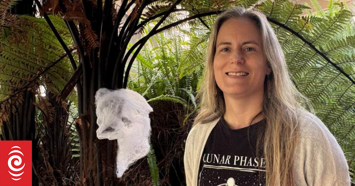 How Halloween cobwebs make frighteningly good DNA collectors | RNZ