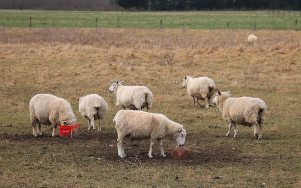 Moving to the lambing beat | RNZ