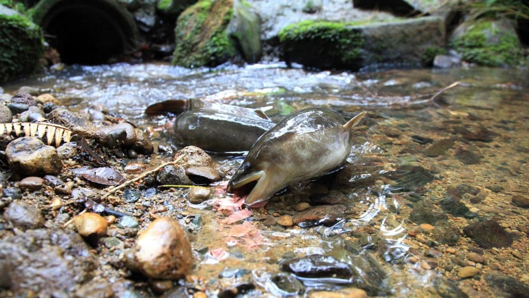 Eel protection on the table at conservation meeting | RNZ News