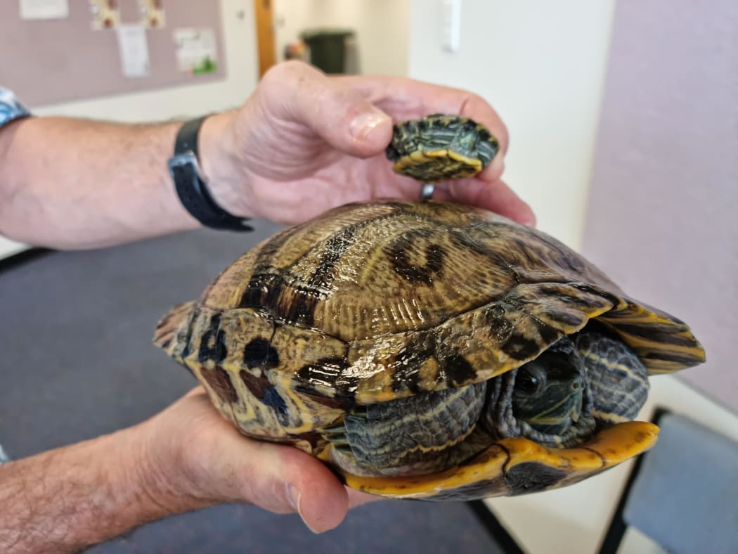pet turtles nz