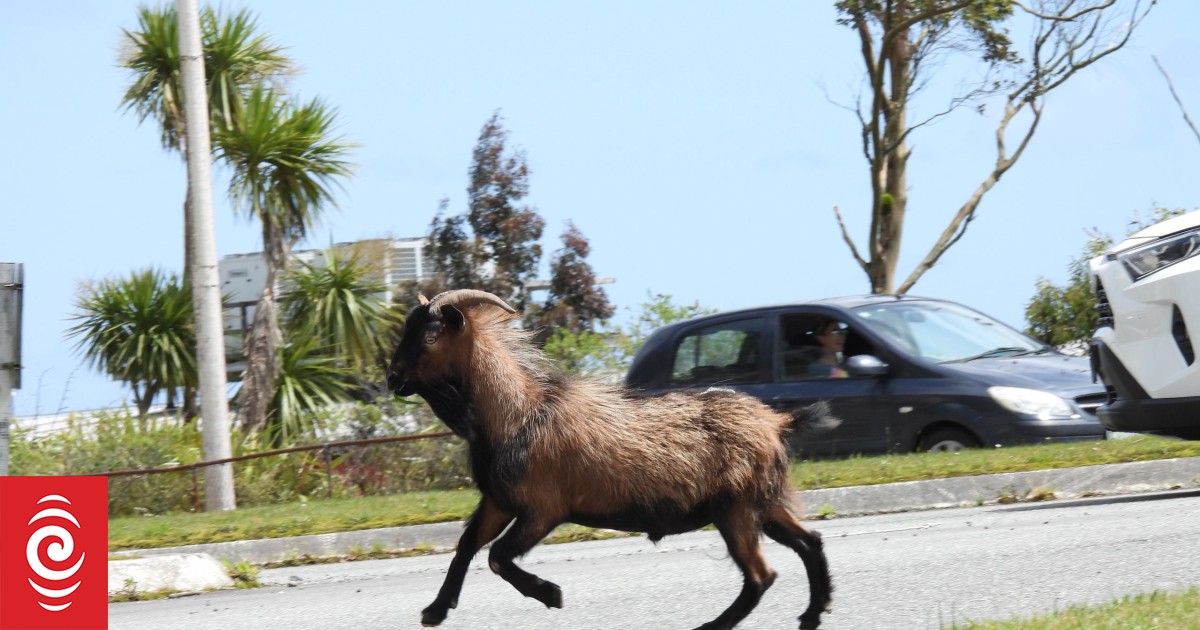 Feral West Coast goats in DOC’s sights | RNZ News