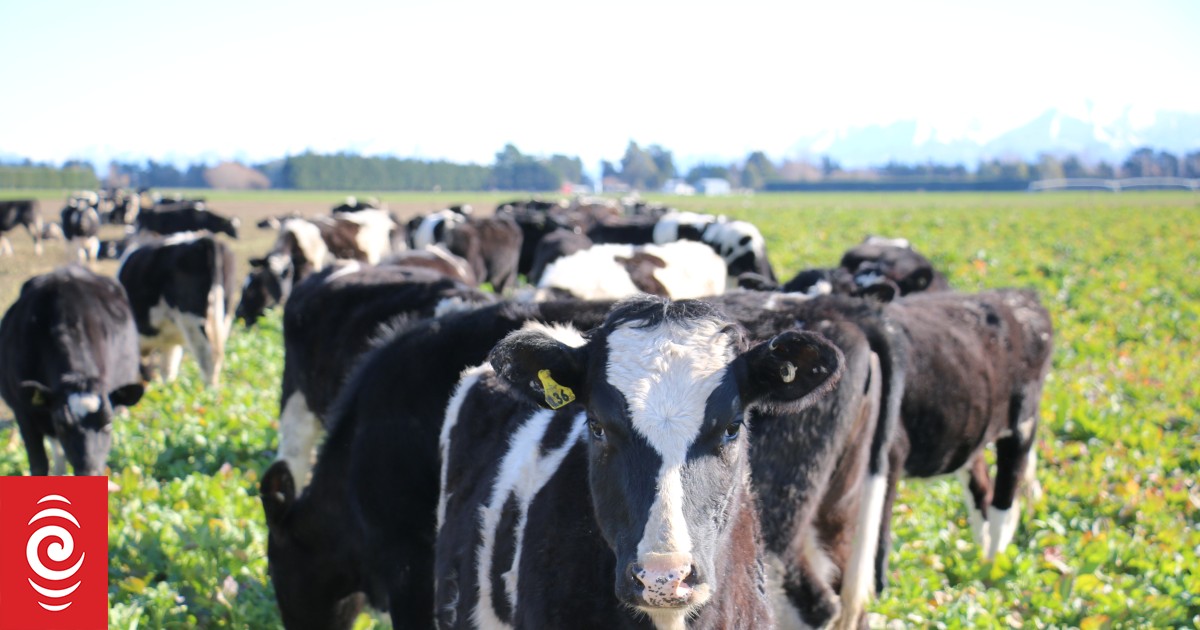 Intensive winter grazing improves but not all councils have data on its ...