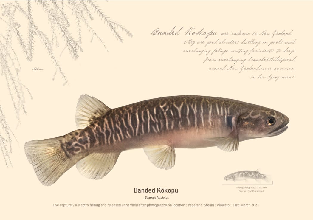 Celebrating native Ika | RNZ