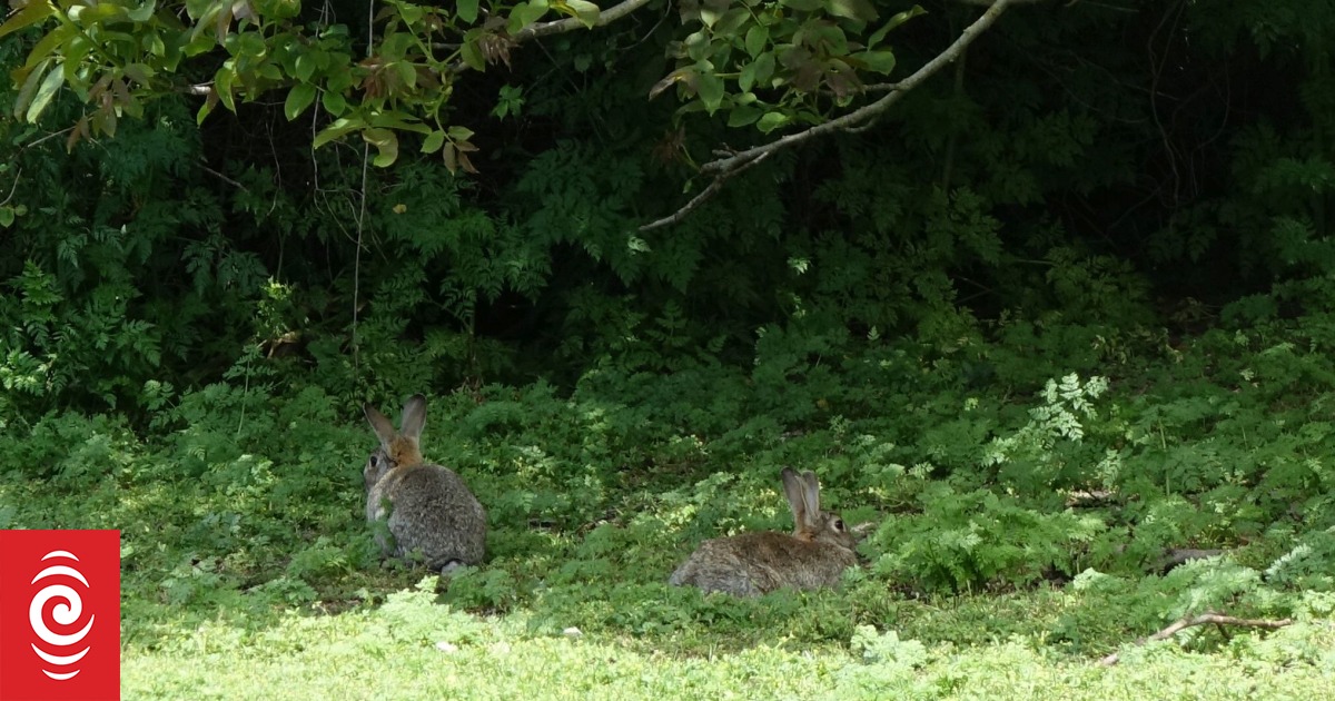 Moeraki rabbit plague: 'They're cleaning out everything' | RNZ News