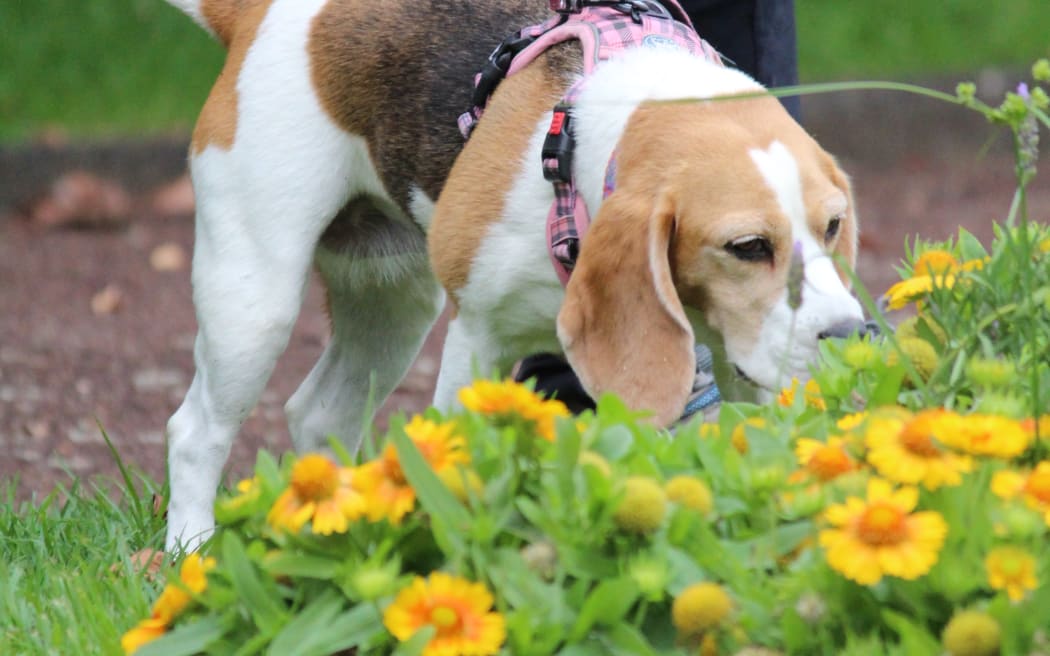 Barking good time at the Auckland Beagle Club | RNZ News