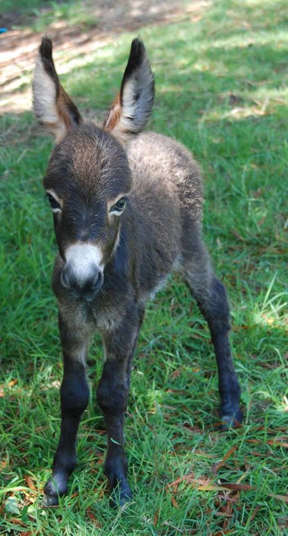 Dinky donkeys in high demand | RNZ