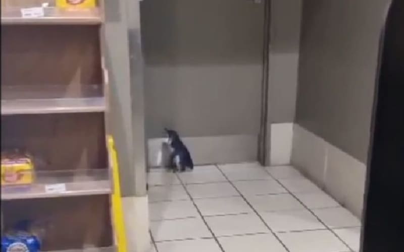 Penguin helped back to the wild after wandering into Oamaru service ...