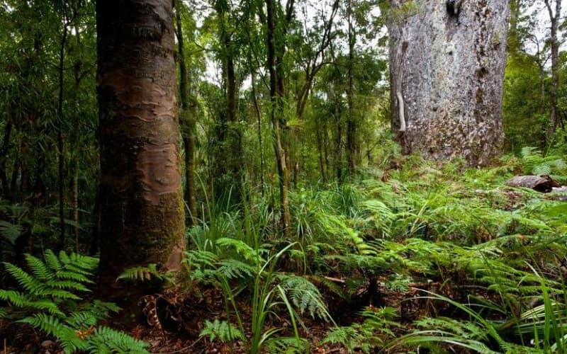 Bridge double-laning never option - iwi | RNZ
