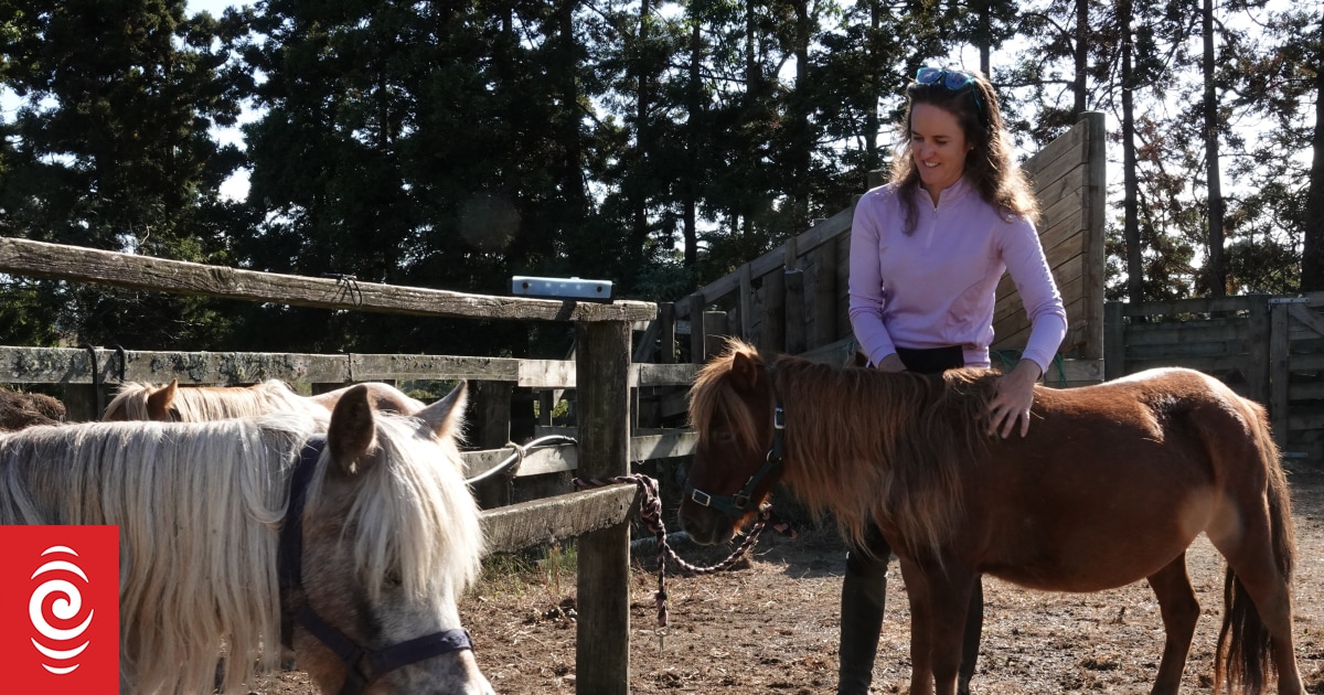 30 miniature ponies will cover 100km in race over 90 mile beach | RNZ