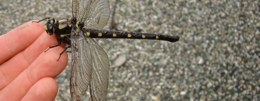 ancient dragonfly size