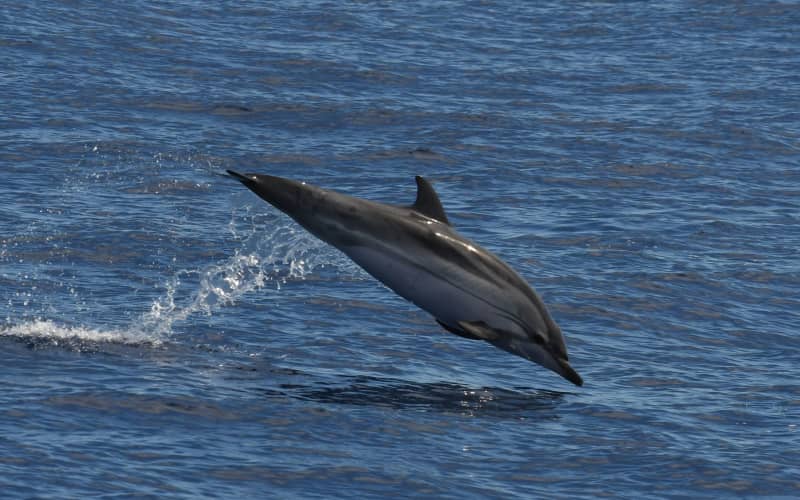 Department of Conservation investigating after dolphin found beheaded ...