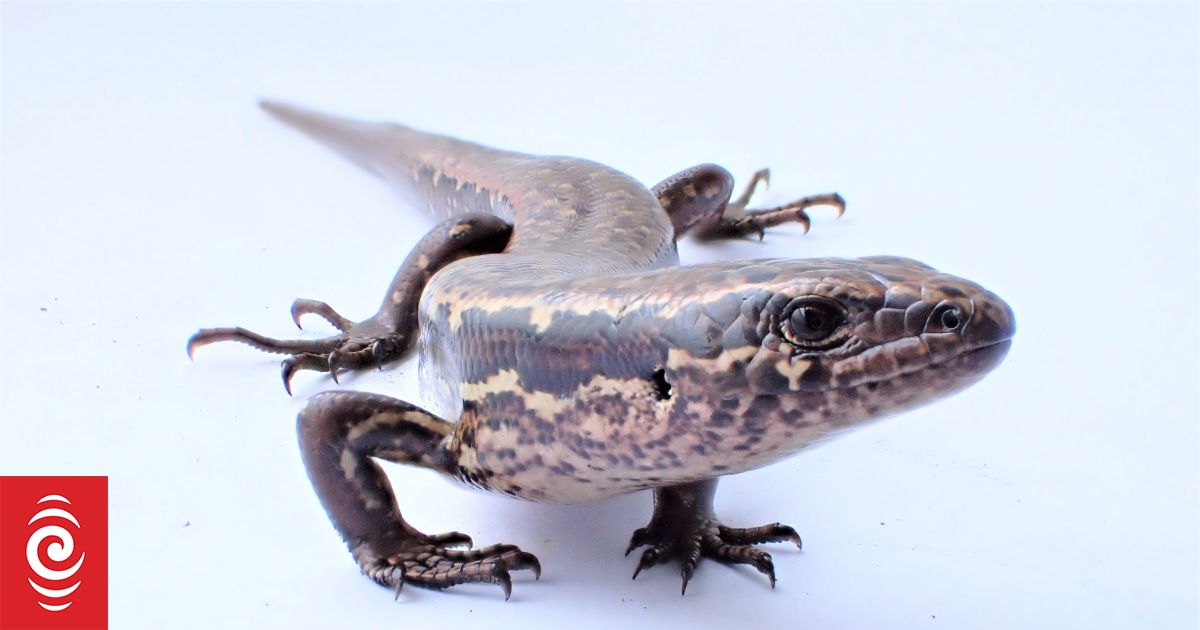 Rare species of skink discovered after cat brings it to owner's ...