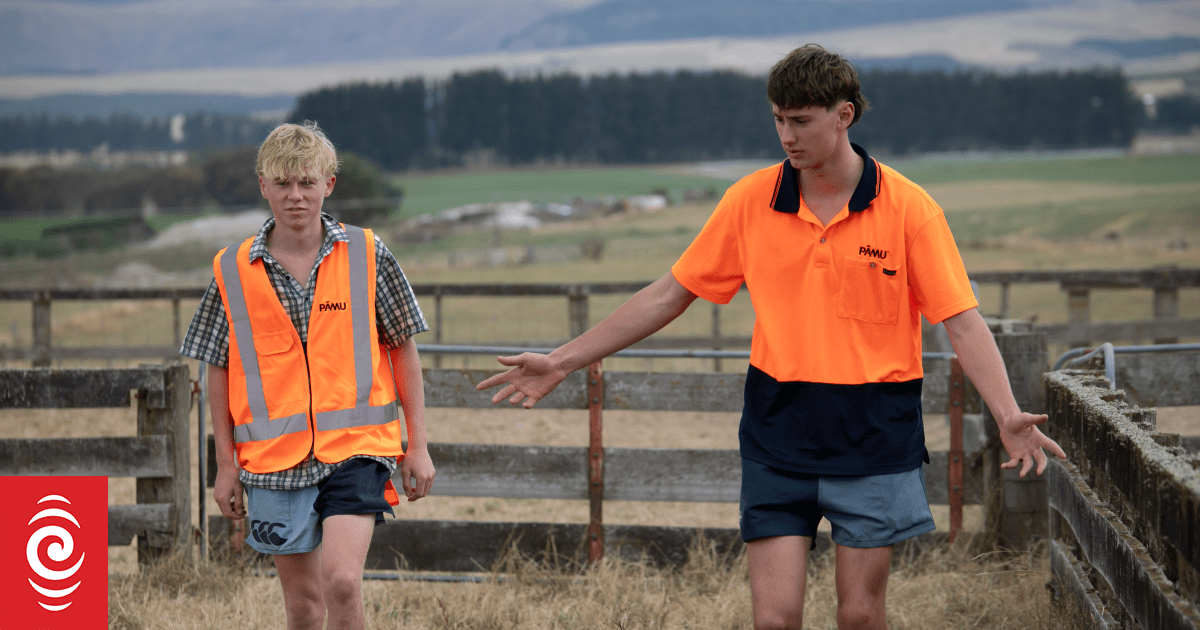 Pāmu reports half-year net profit of $62 million | RNZ News