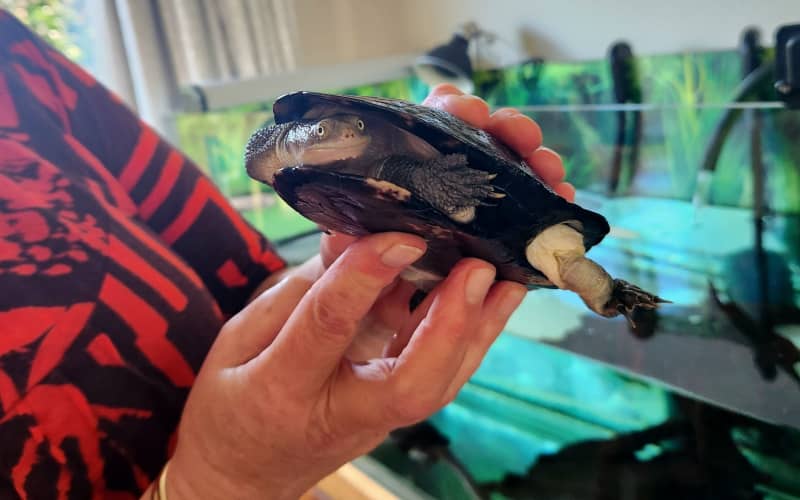 Owning a turtle is 'a long-time commitment', veteran rescuer warns | RNZ