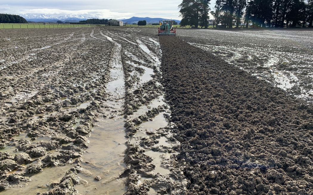 Crop trial aims to reduce splash-back and soak up the nasties from ...